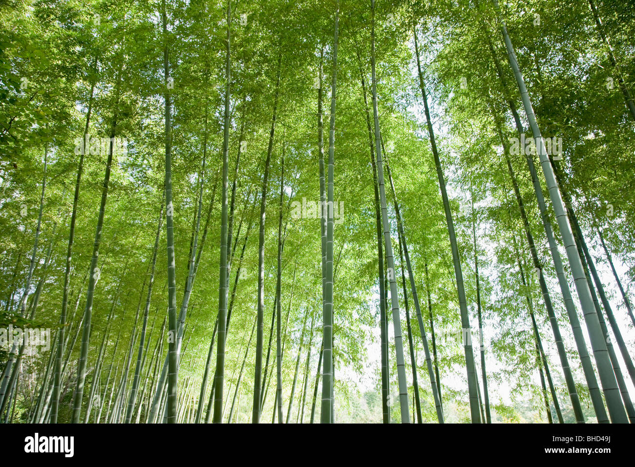 Bamboo forest, Tama, Tokyo, Japan Stock Photo - Alamy