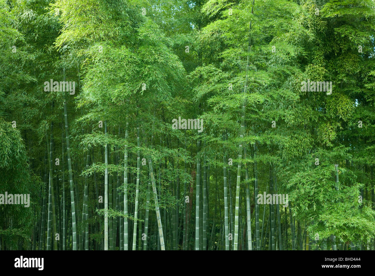 Bamboo forest, Tama, Tokyo, Japan Stock Photo - Alamy