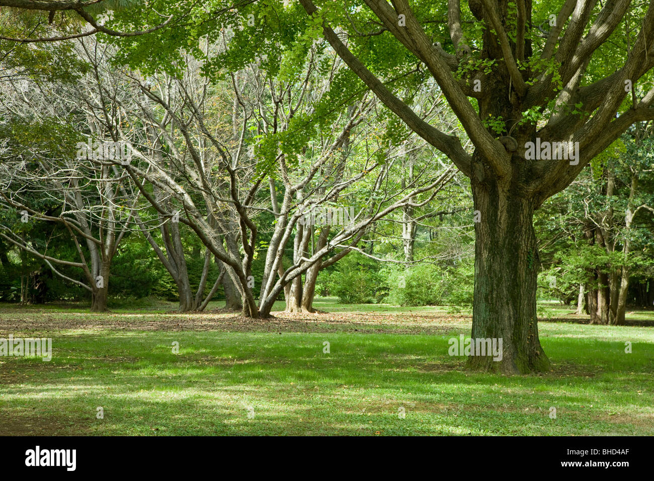 Trees in park, Tama, Tokyo, Japan Stock Photo - Alamy