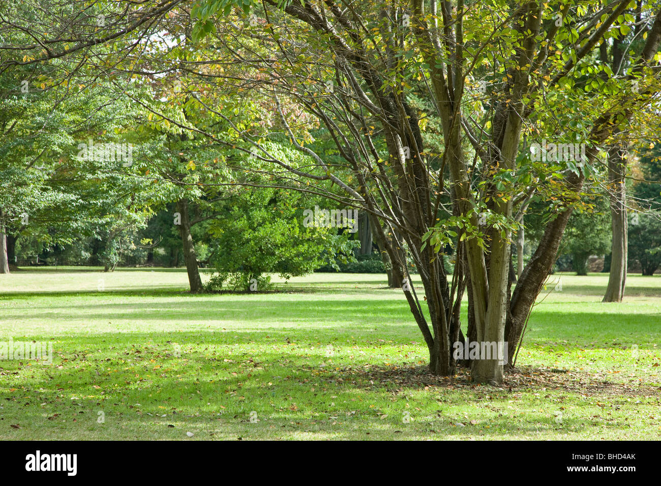 Trees in park, Tama, Tokyo, Japan Stock Photo - Alamy
