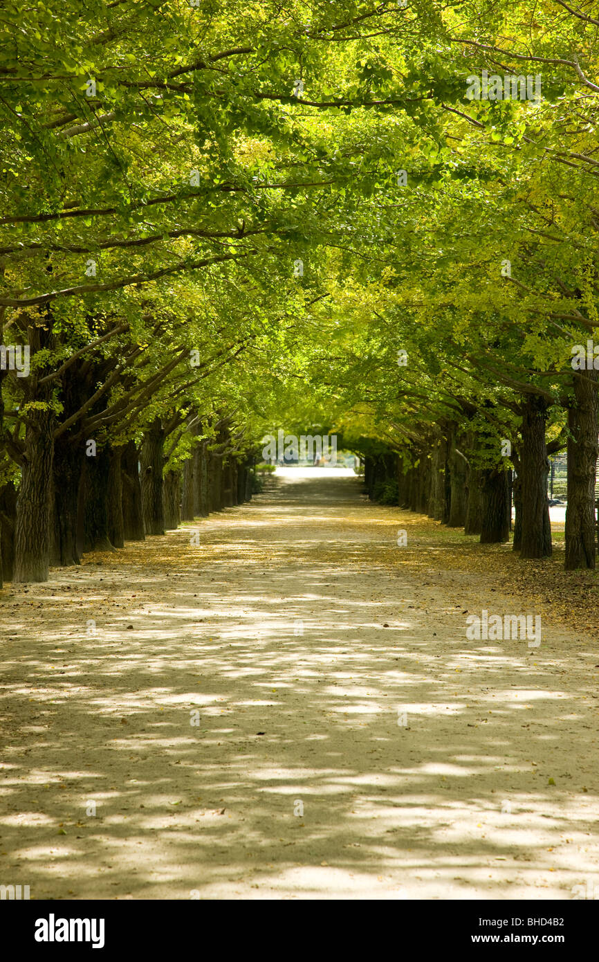 Tokyo ginkgo trees hi-res stock photography and images - Alamy