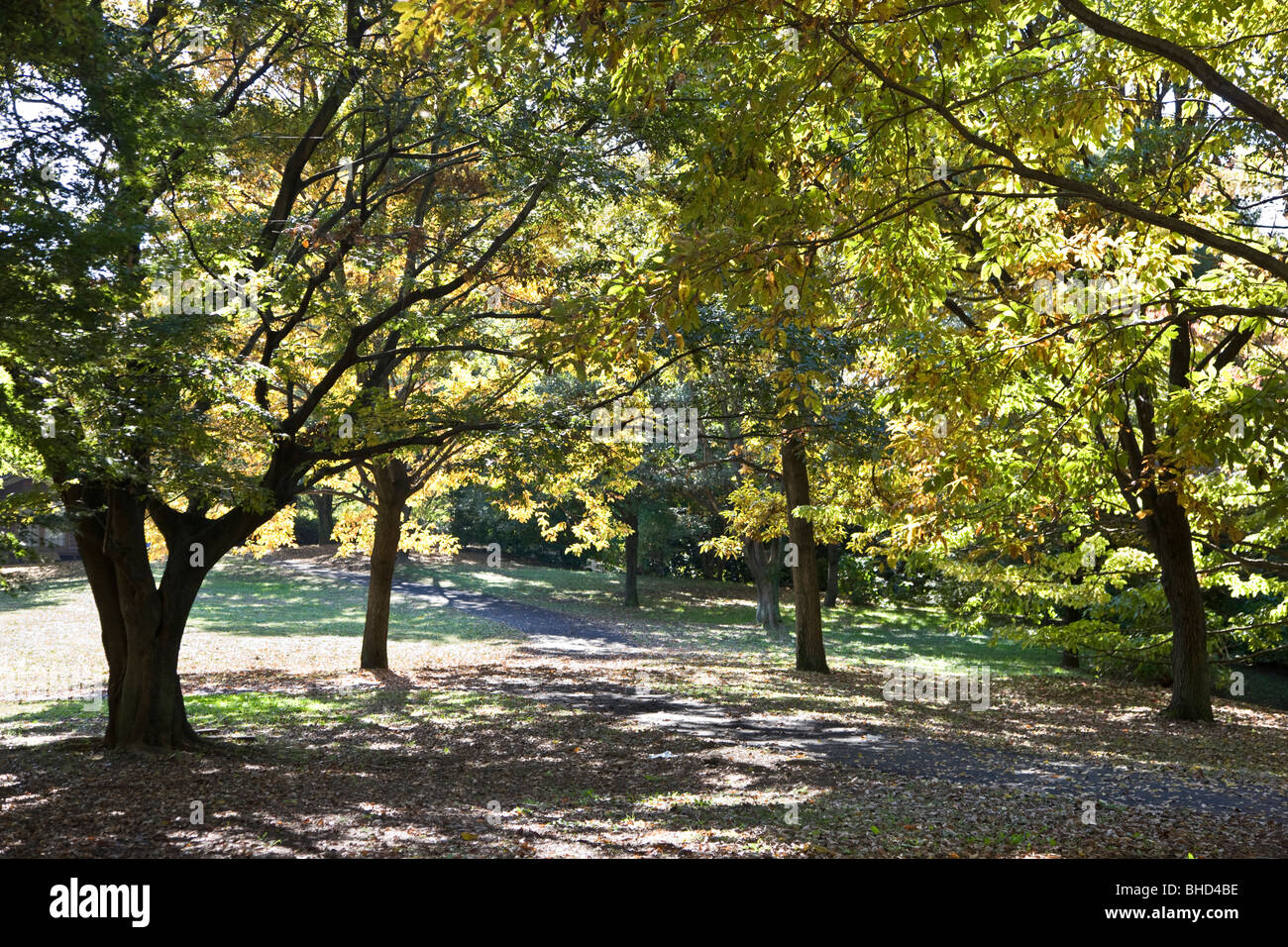 Autumnal trees in park, Tokyo, Japan Stock Photo - Alamy