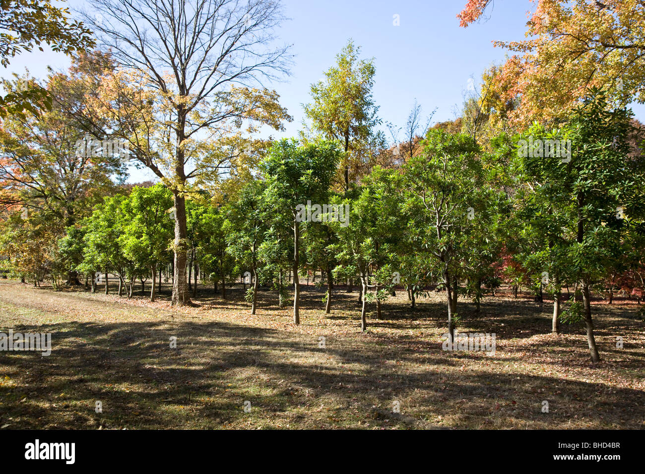 Autumnal trees in grove, Tokyo, Japan Stock Photo - Alamy