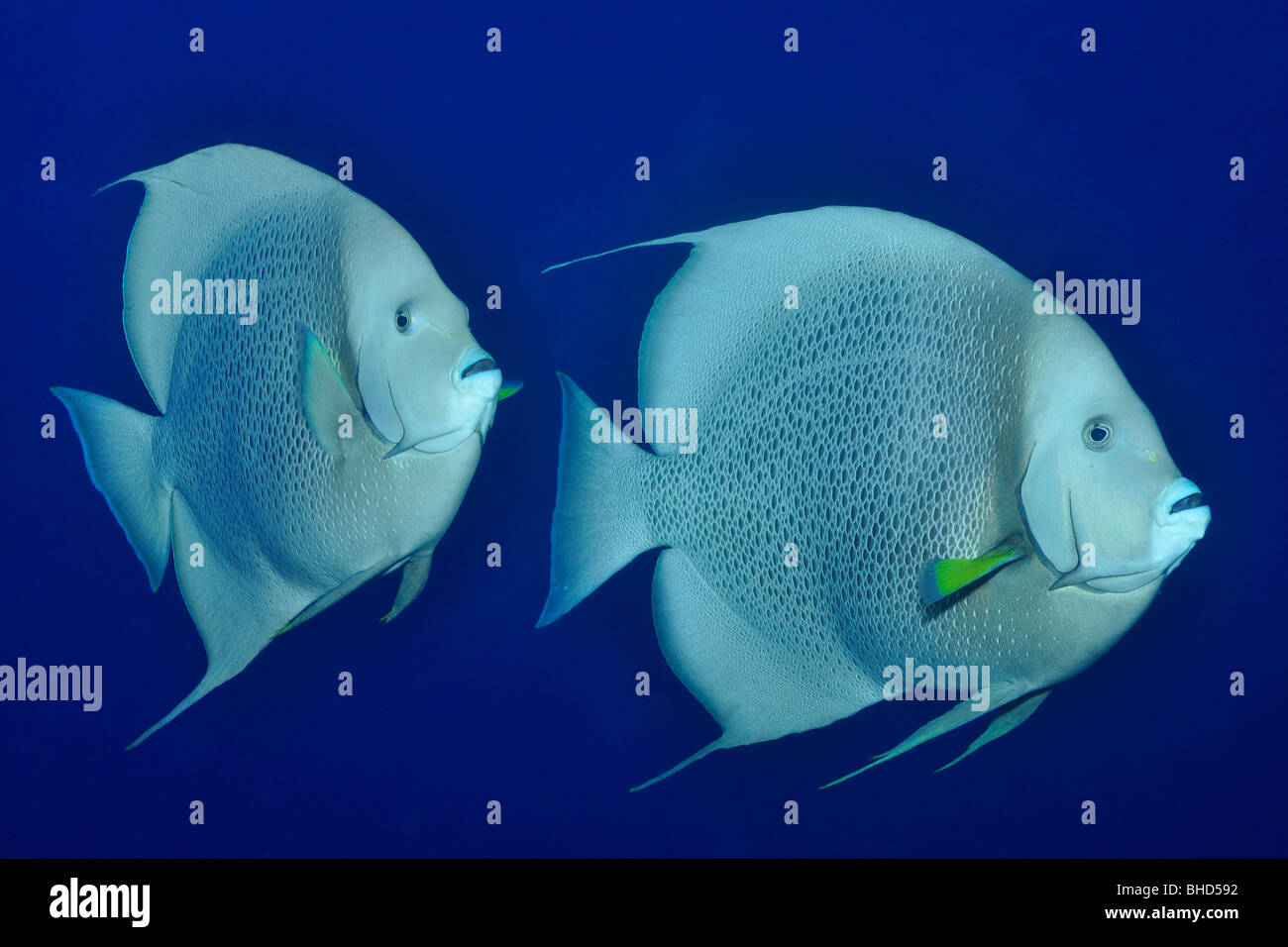 Gray angelfish, pomacanthus arcuatus Stock Photo - Alamy