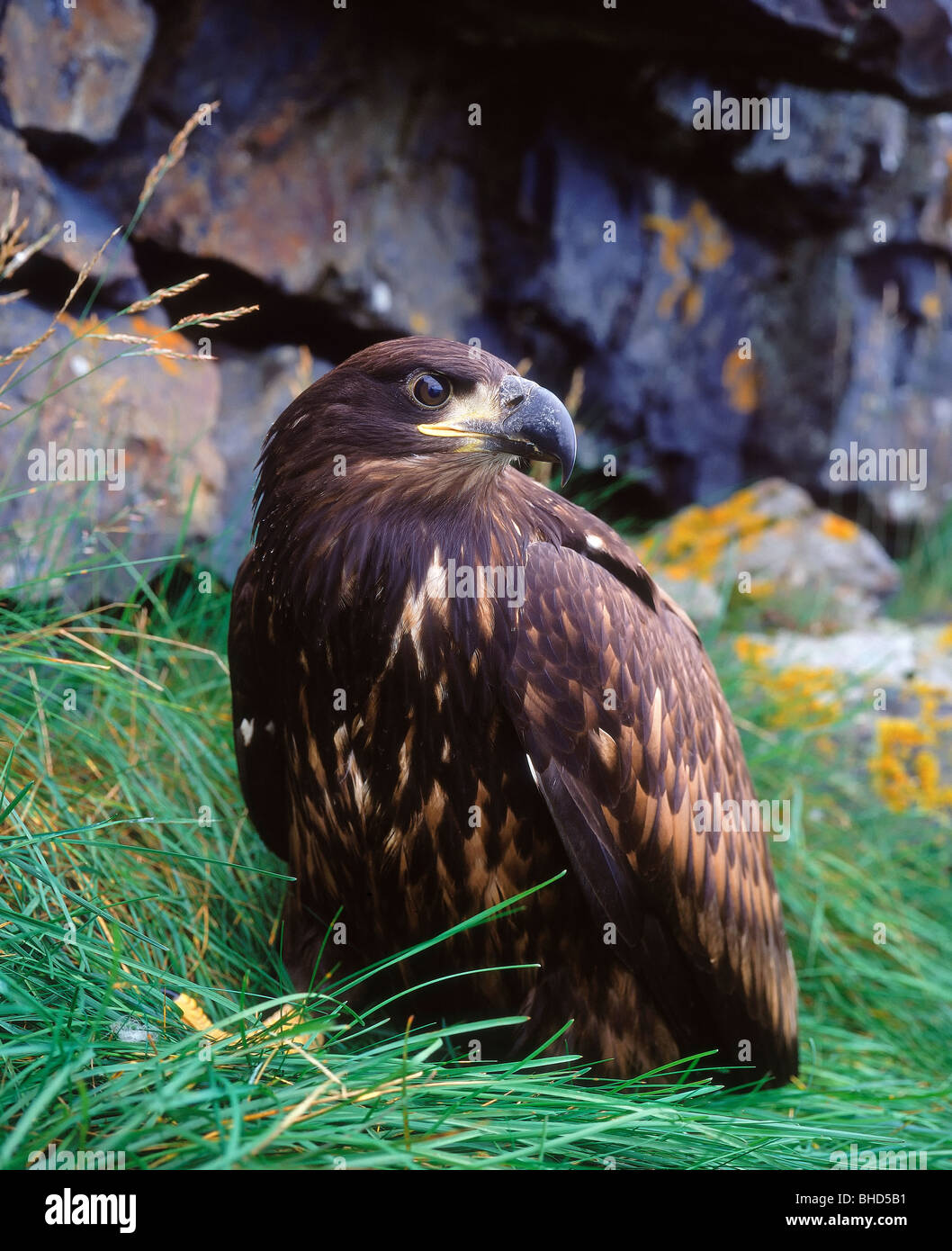 Eagle fjord iceland hi-res stock photography and images - Alamy