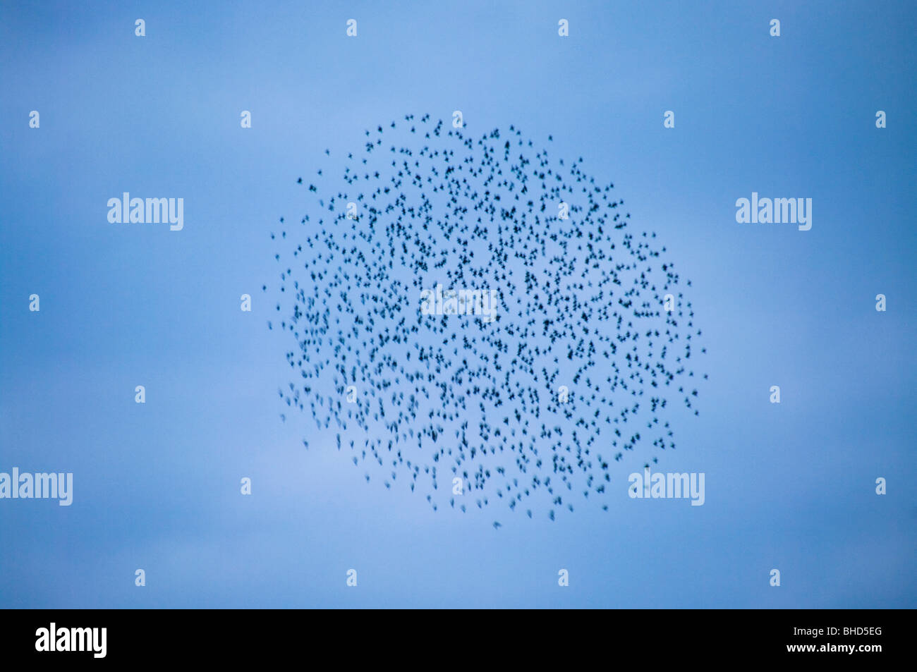 Birds flying in circular shape in sky Stock Photo - Alamy