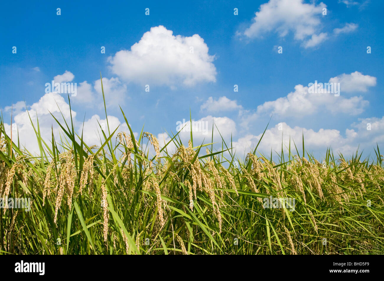 Rice crop in field below clouds Stock Photo - Alamy
