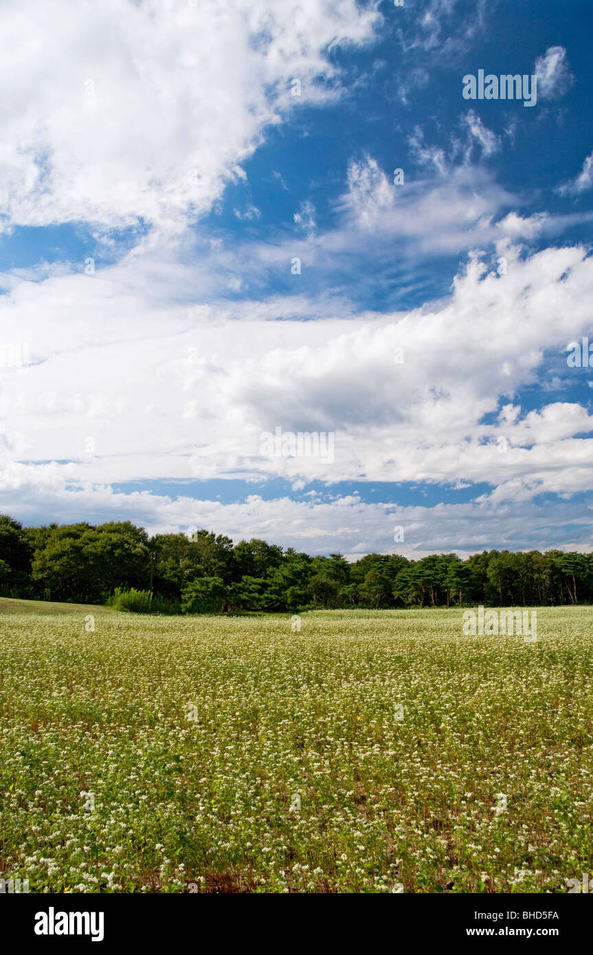 Buckwheat plants in field hi-res stock photography and images - Alamy