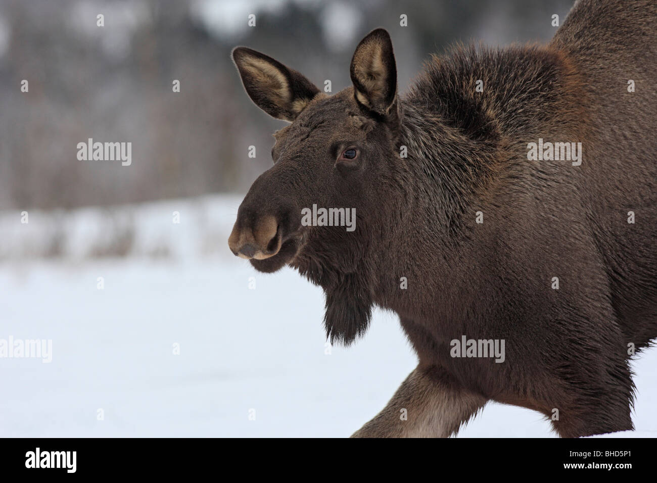 Alces alces old hi-res stock photography and images - Alamy