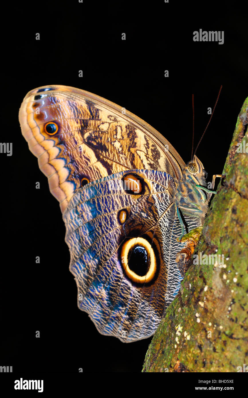 Owl butterfly, Caligo memnon Stock Photo - Alamy