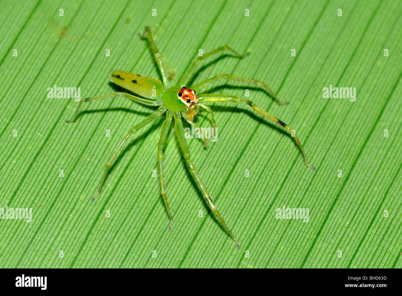 A spider (order Araneae) blends into the background of a banana leaf ...