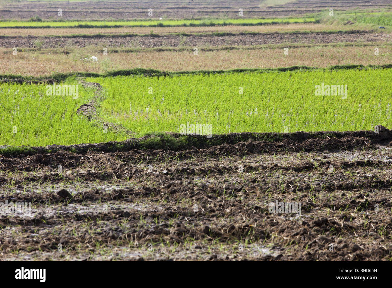 Rice Fields in Stock Photo - Alamy