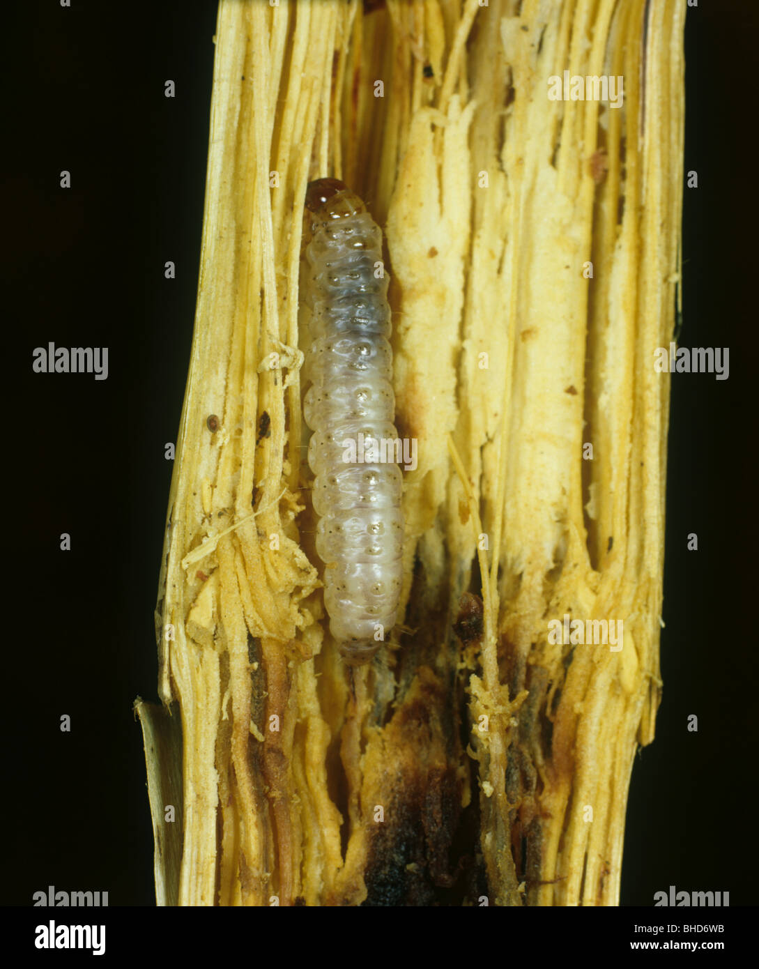 Chilo hi-res stock photography and images - Alamy