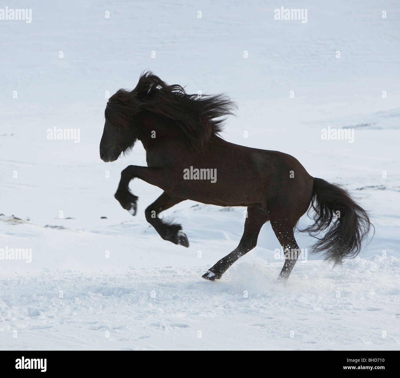 Black Stallion running, Iceland Stock Photo - Alamy