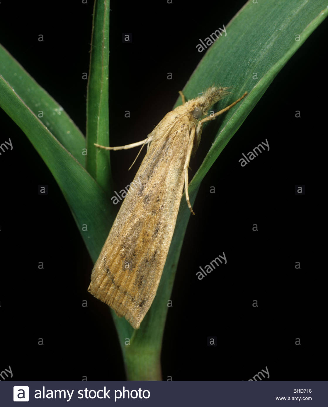 Stem Borer Stock Photos & Stem Borer Stock Images - Alamy