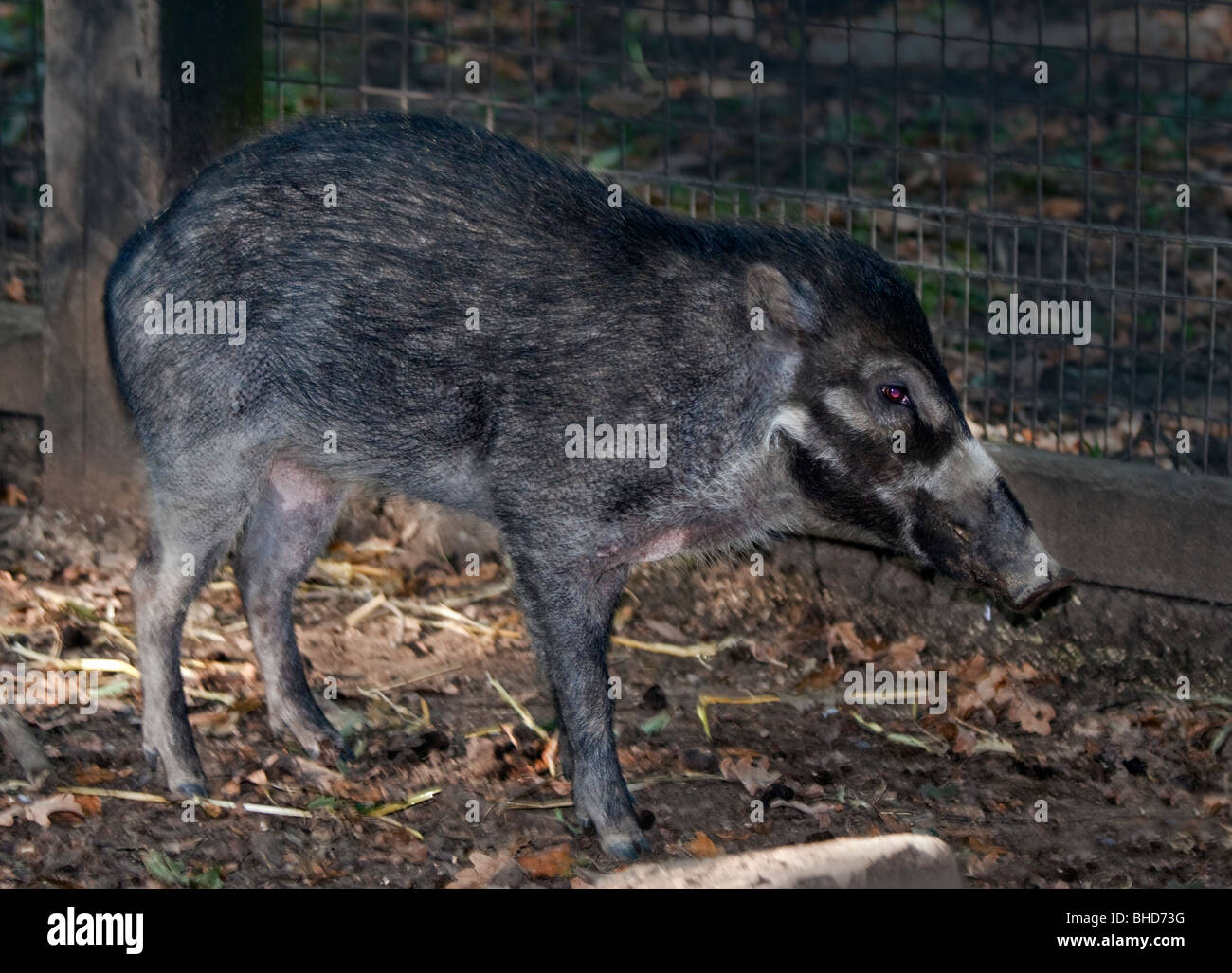 Warty Pig High Resolution Stock Photography and Images - Alamy