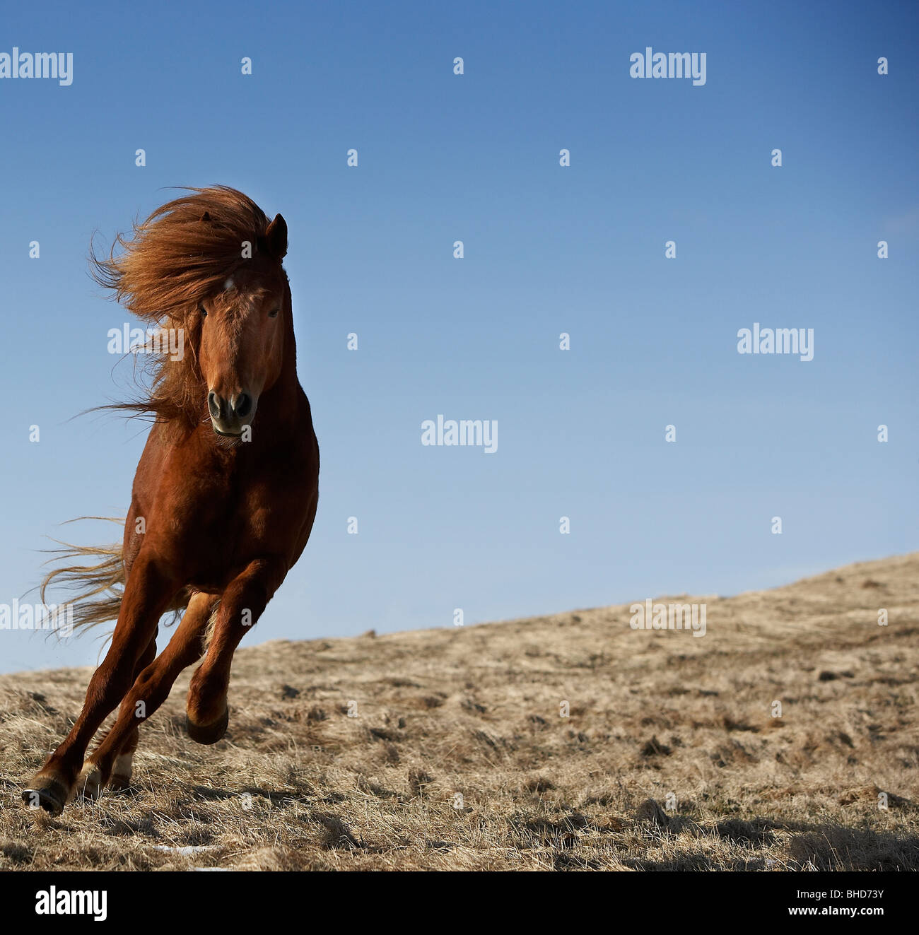 Black Stallion running, Iceland Stock Photo - Alamy