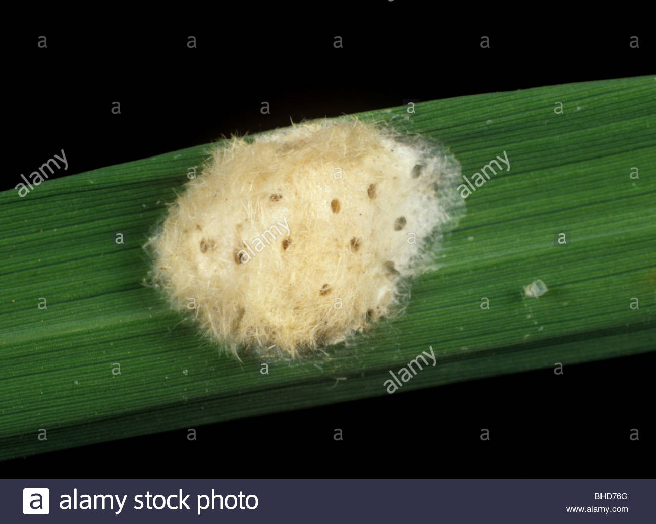Rice Stem Borer High Resolution Stock Photography and Images - Alamy