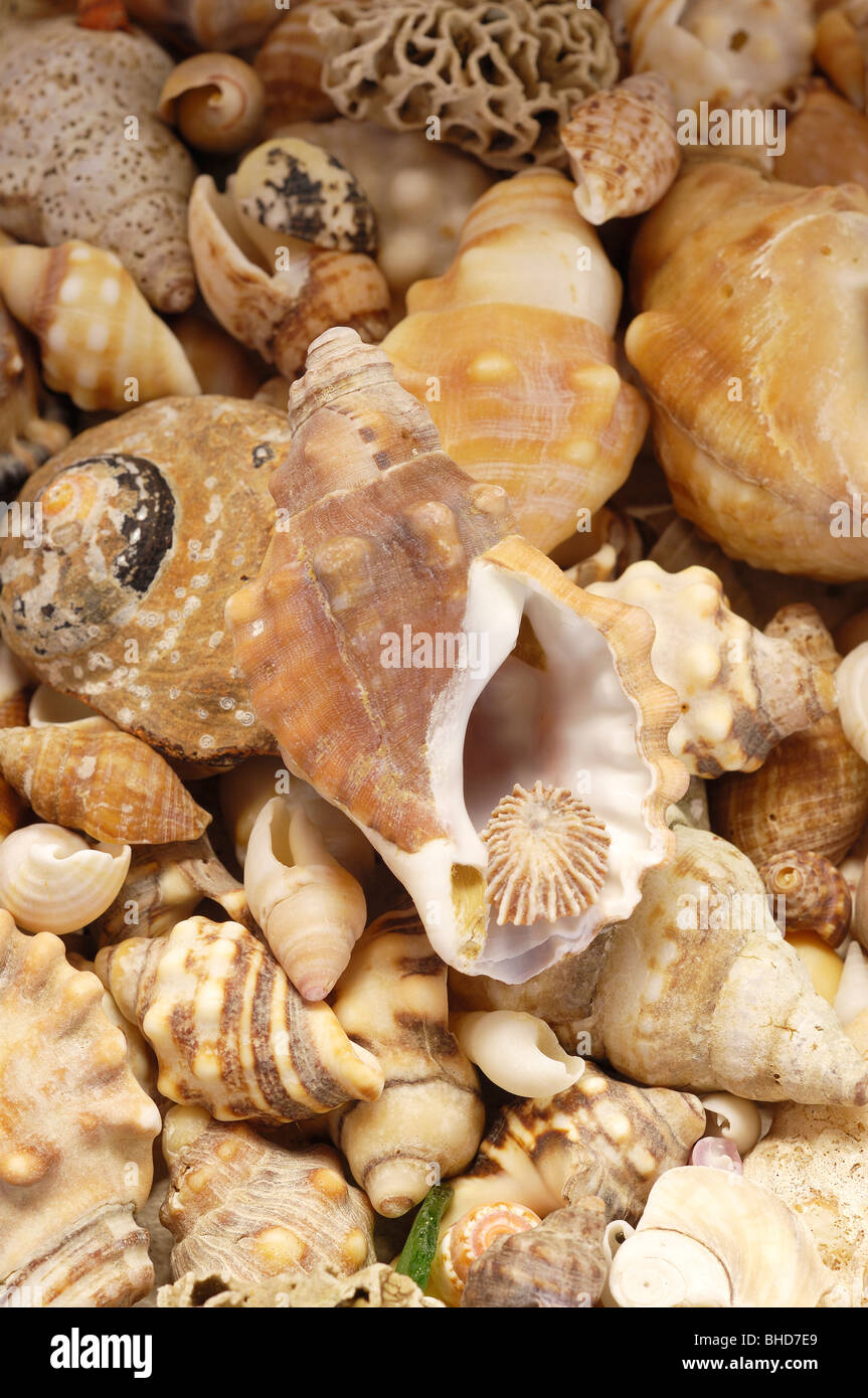collection of shells beach combing sea seaside Stock Photo - Alamy