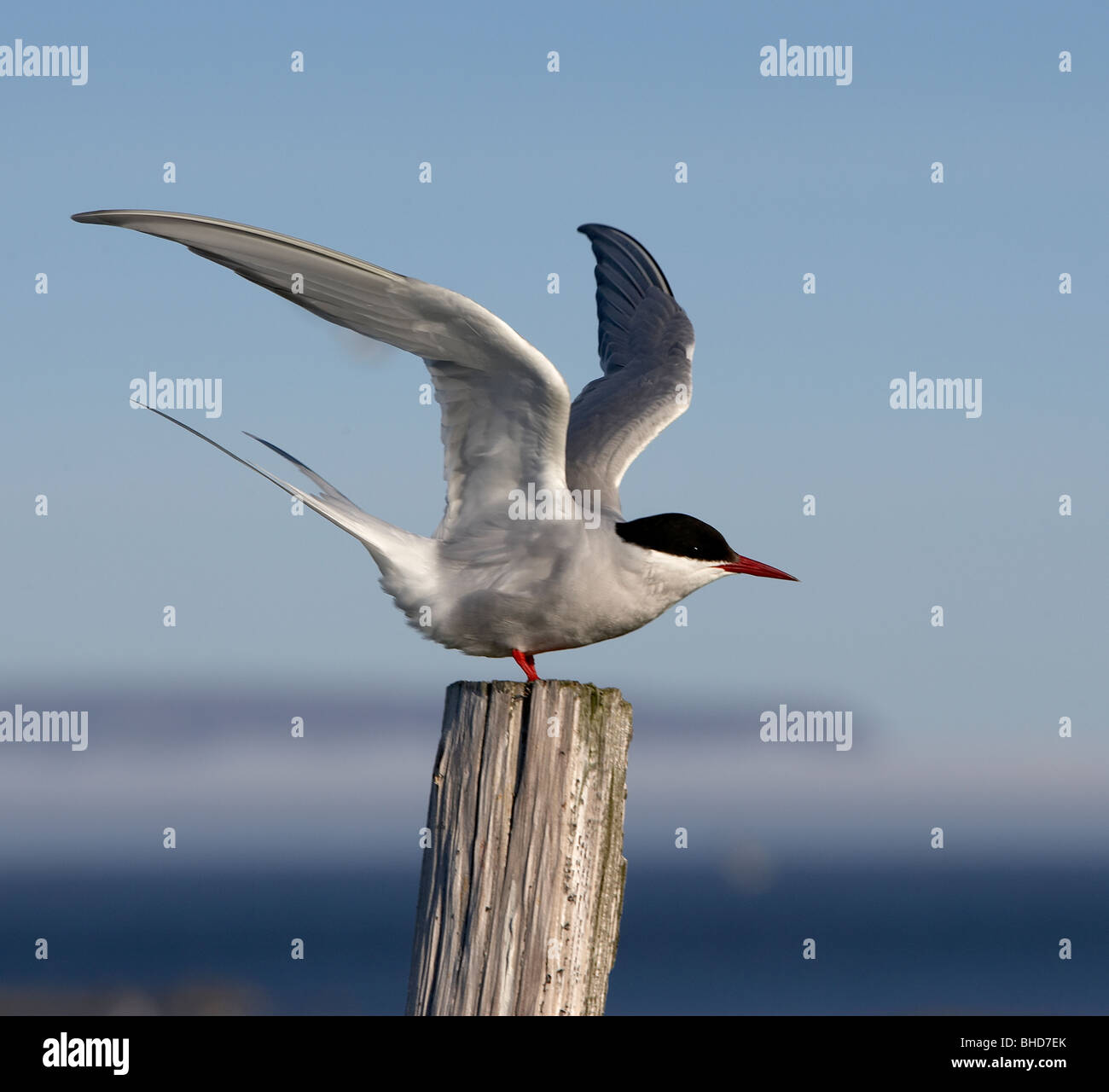 Arctic Tern, Sterna paradisaea, Iceland Stock Photo - Alamy
