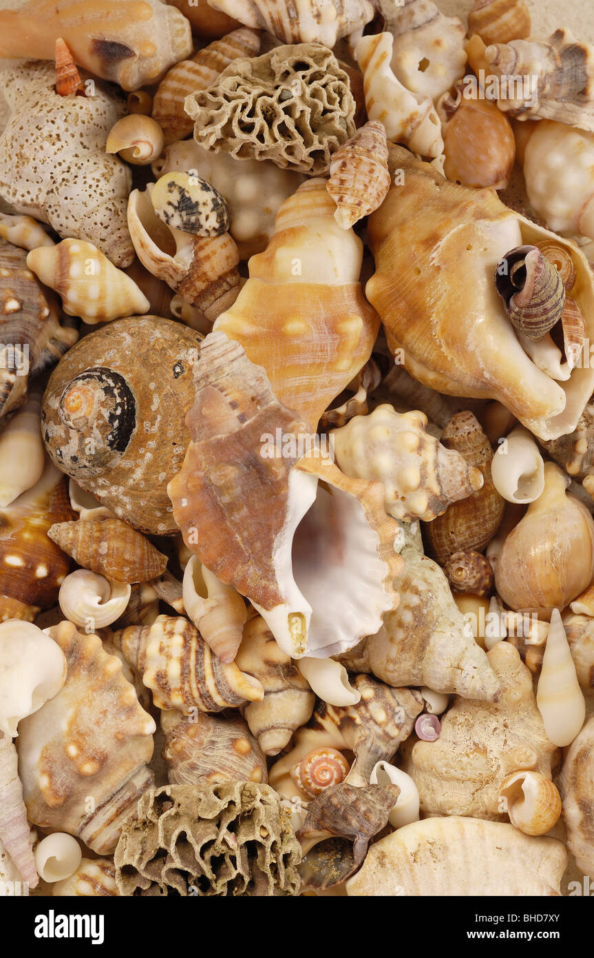 collection of shells beach combing sea seaside Stock Photo - Alamy