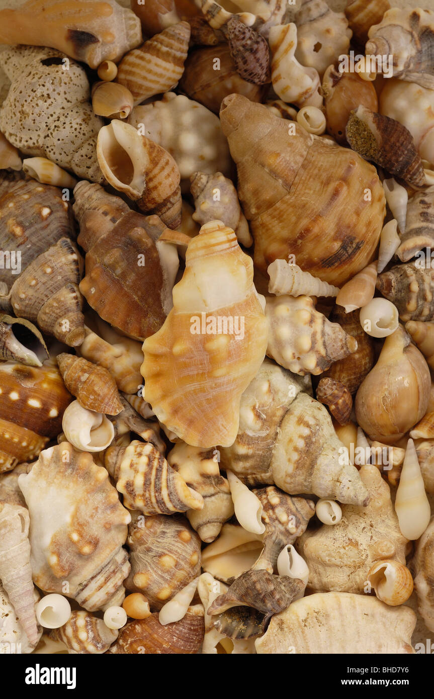 collection of shells beach combing sea seaside Stock Photo - Alamy