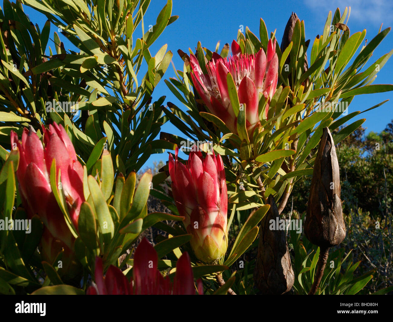 Sugarbush Flowers / Protea at Cape of Good Hope National Park, Cape ...