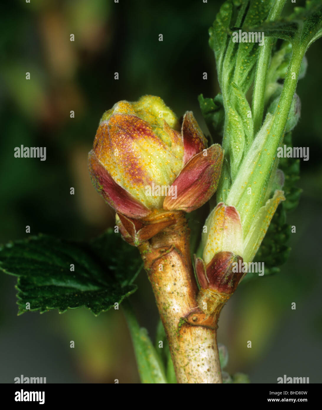 Blackcurrant gall mite (Cecidophyopsis ribis) big bud damage to young ...