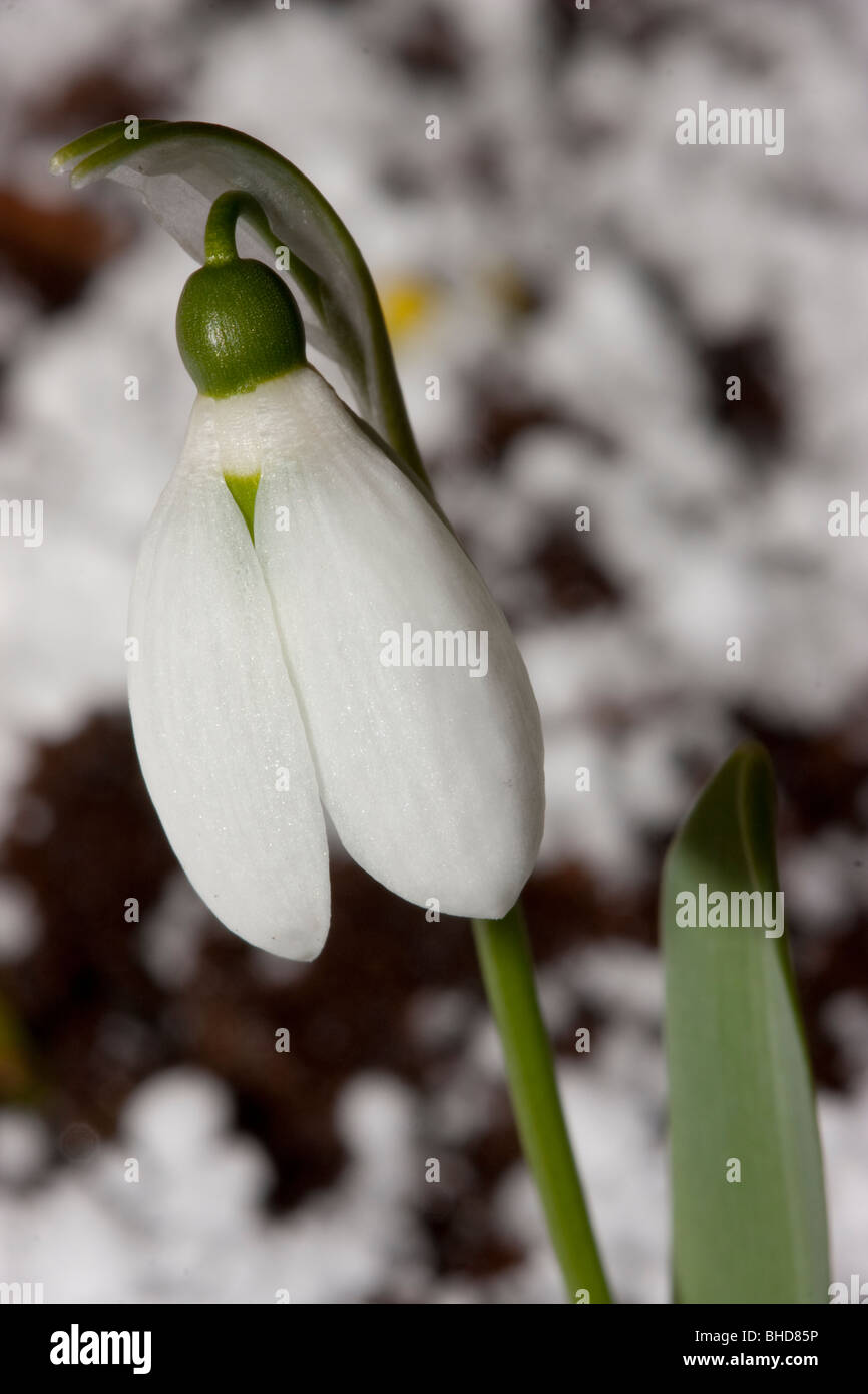 A Snowdrop in the Snow Stock Photo - Alamy