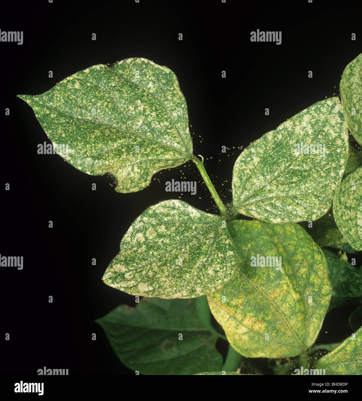Two spotted spider mites (Tetranychus urticae) damage & webbing to ...