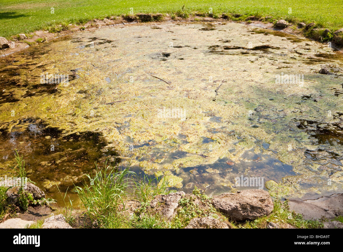 Algae pond hi-res stock photography and images - Alamy