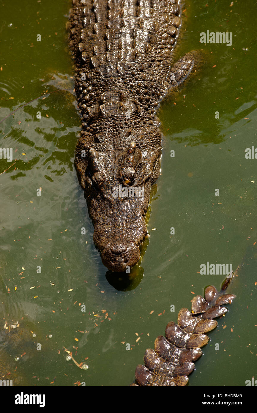 The crocodile in the river, waiting for prey Stock Photo - Alamy