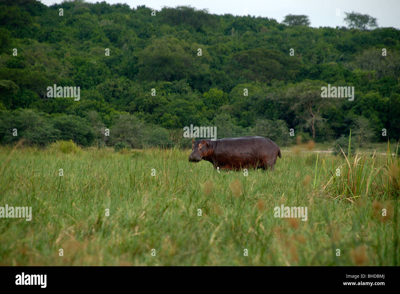 standing Hippo Stock Photo - Alamy