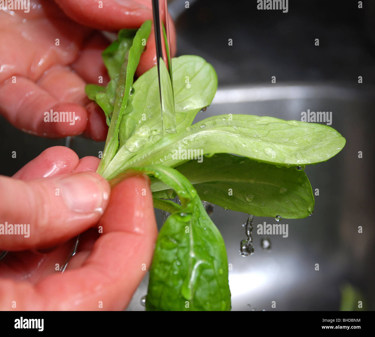 Washing your salad hi-res stock photography and images - Alamy