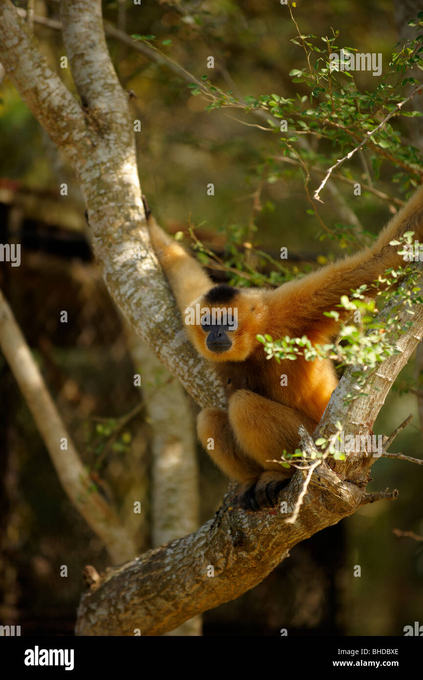 Animals gibbon hi-res stock photography and images - Alamy