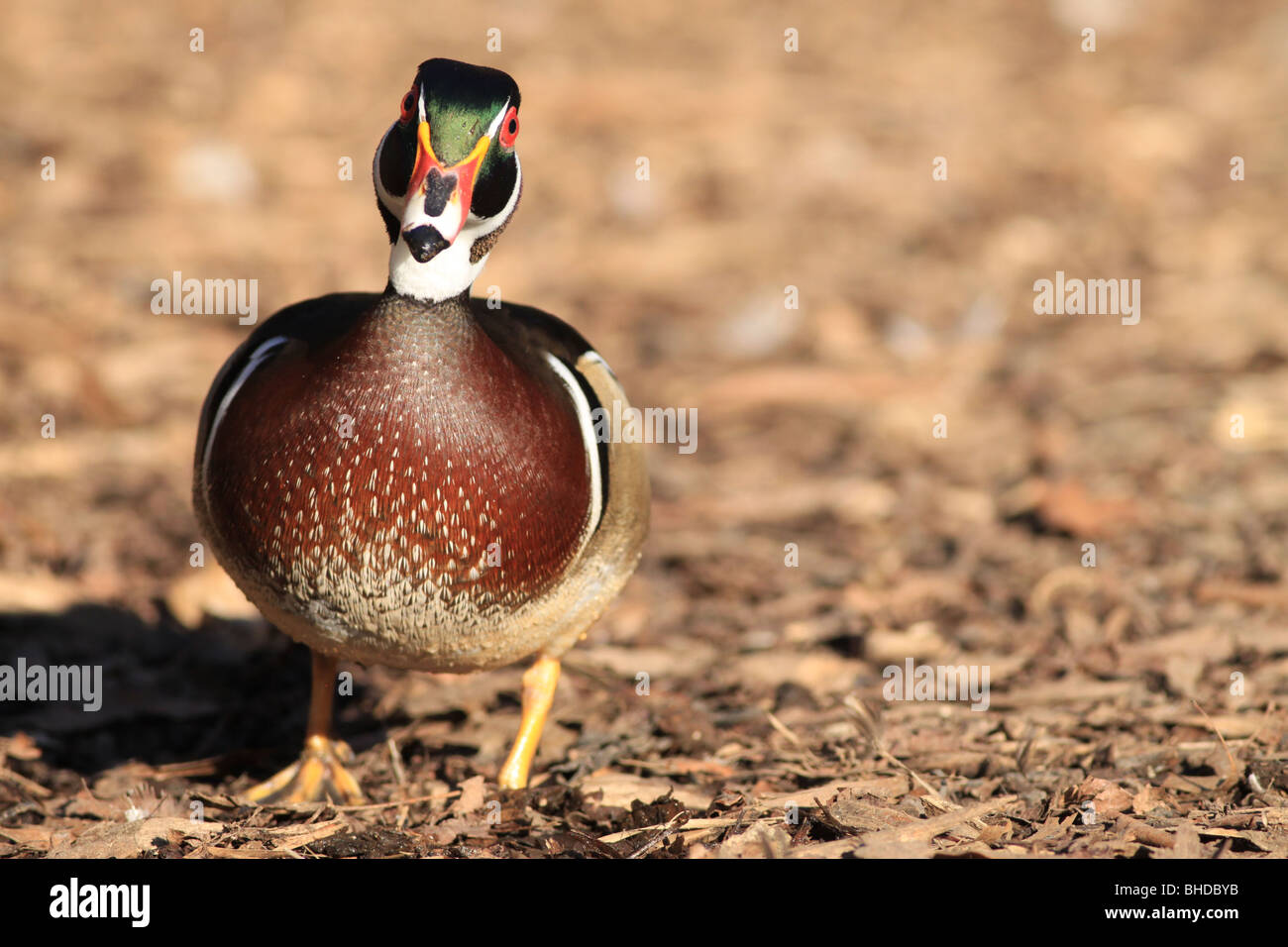 Wood Duck near a wetland in Portland Oregon Stock Photo - Alamy