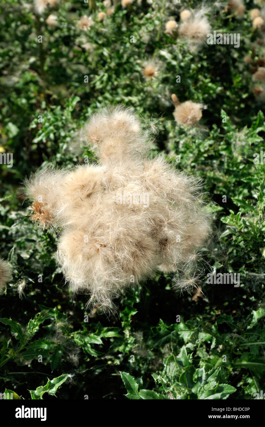 Closeup thistle hi-res stock photography and images - Alamy