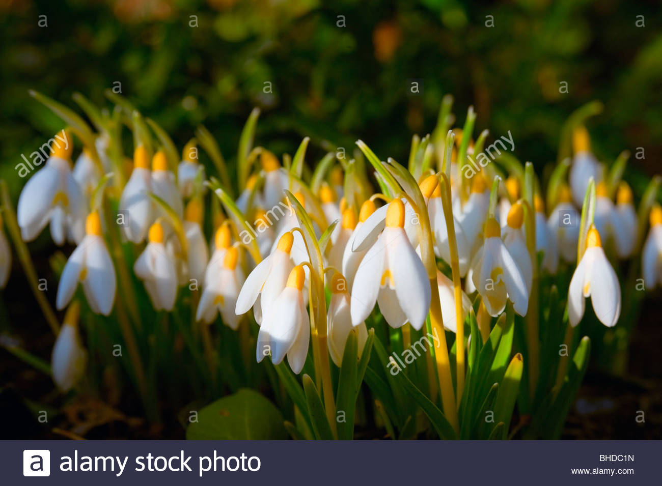 Yellow snowdrops in an English garden, UK. Galanthus 'Sandersii' a ...