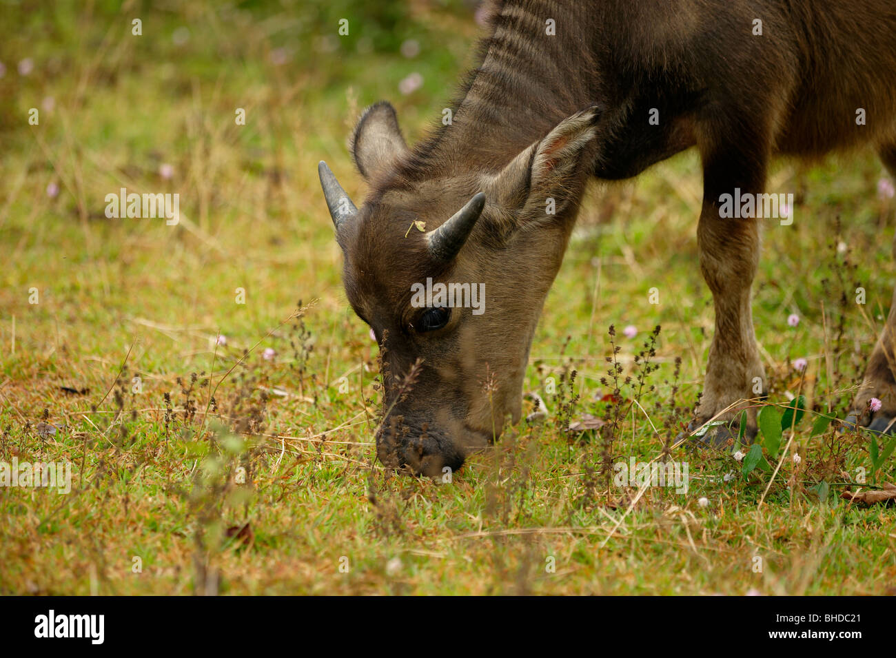 Small buffalo eats grass Stock Photo - Alamy
