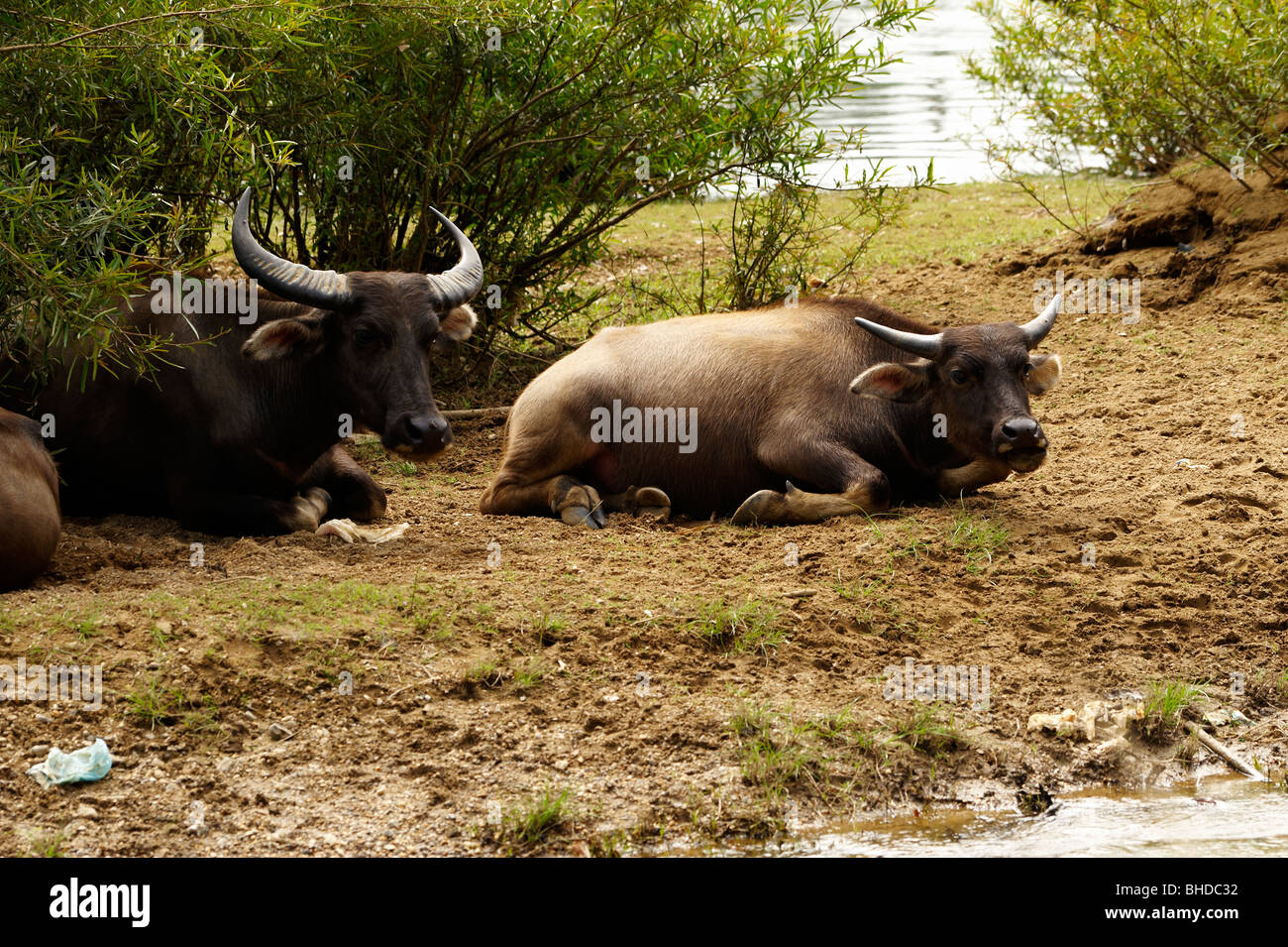 Asian buffalo zoo hi-res stock photography and images - Alamy