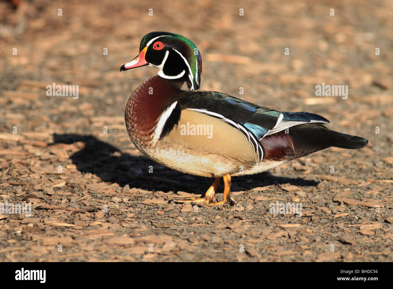 Wood Duck near a wetland in Portland Oregon Stock Photo - Alamy