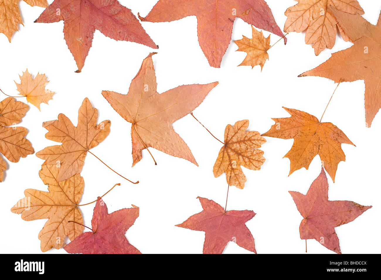 autumn leaves isolated on white background Stock Photo - Alamy