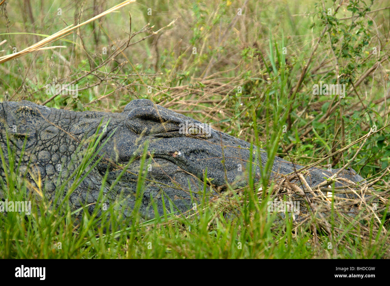 crocs eye view Stock Photo - Alamy