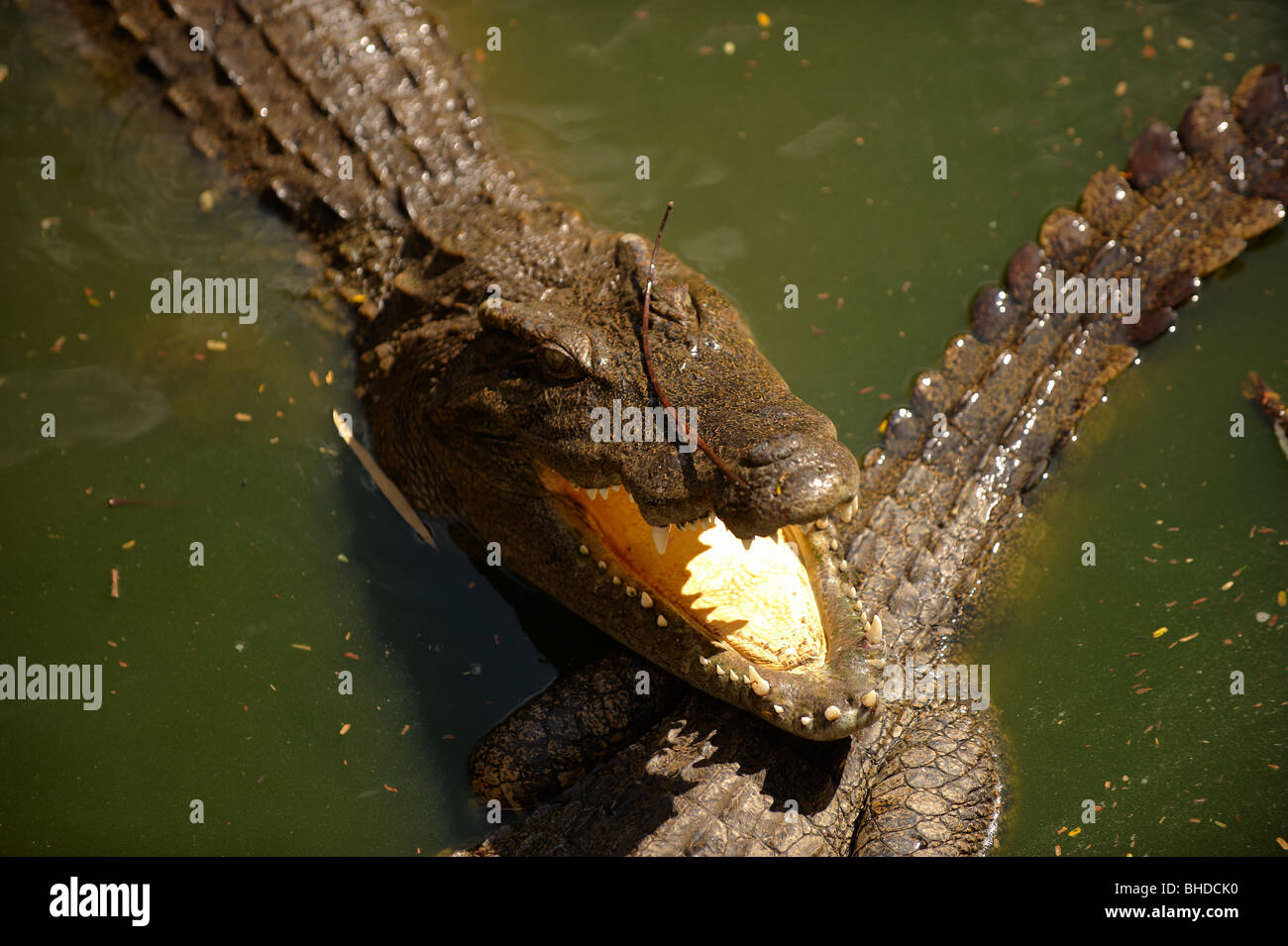 The crocodile in the river, waiting for prey Stock Photo - Alamy