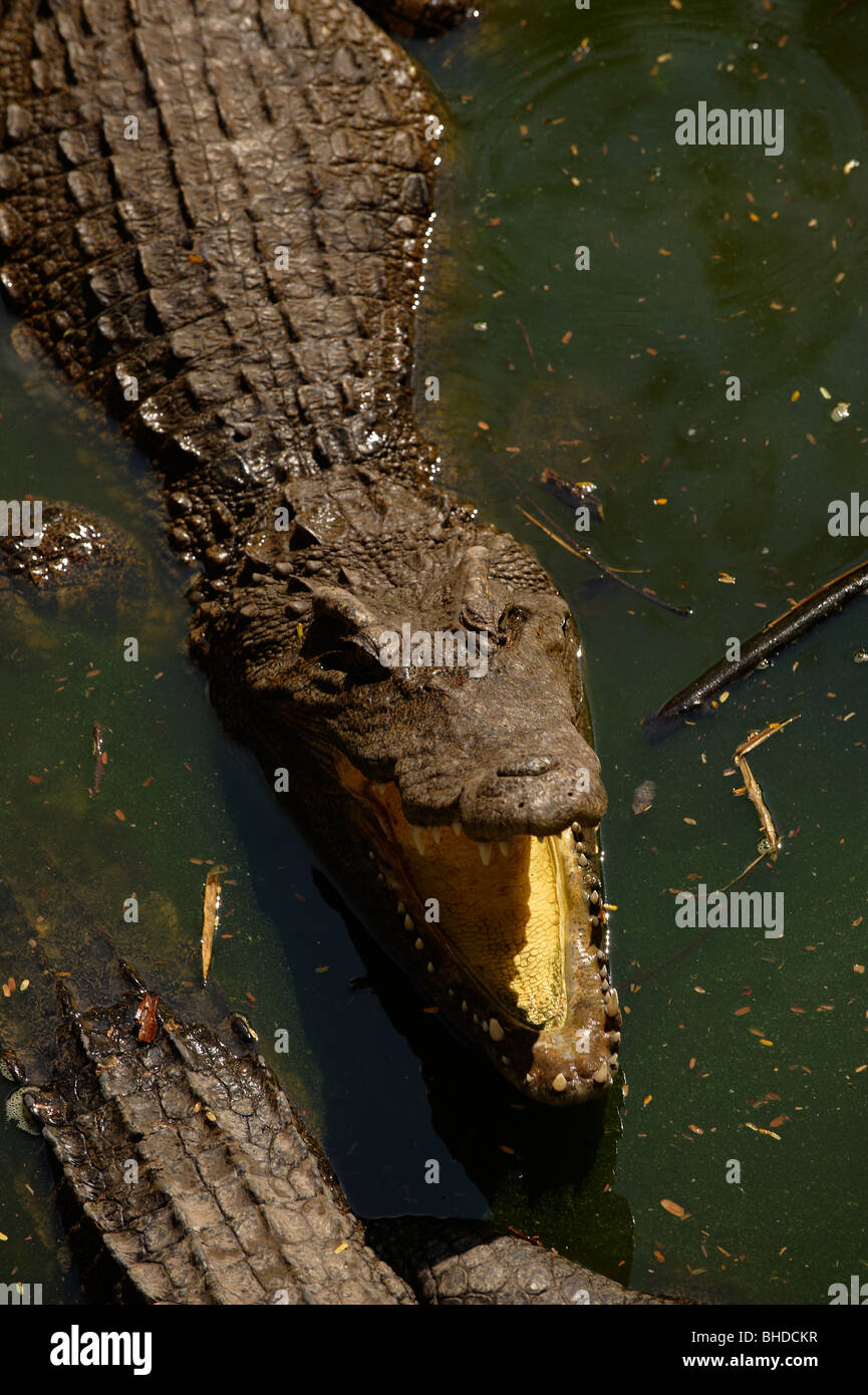 The crocodile in the river, waiting for prey Stock Photo - Alamy