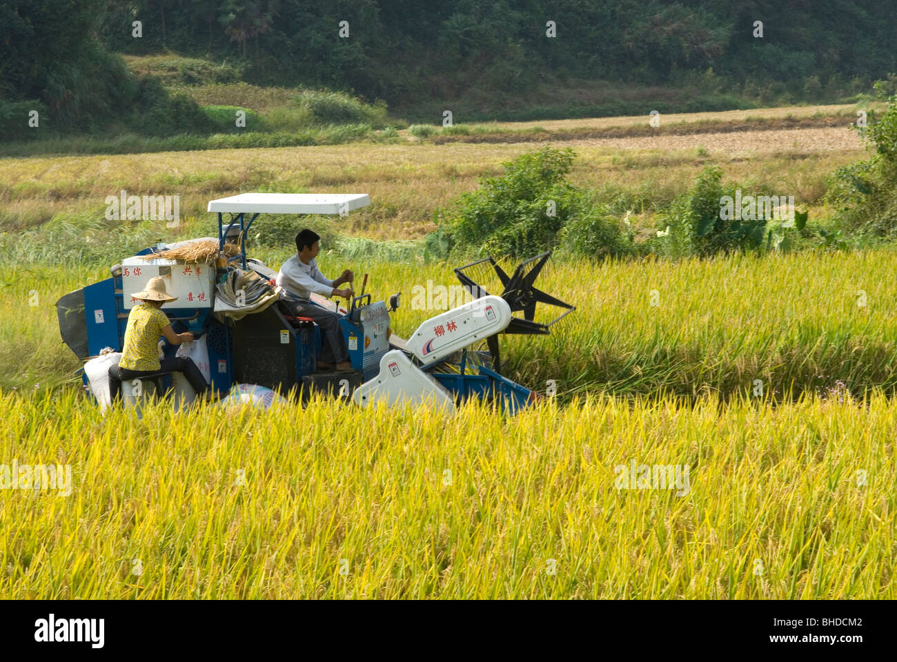 A combine harvesting rice in Jiangxi province, China Stock Photo - Alamy