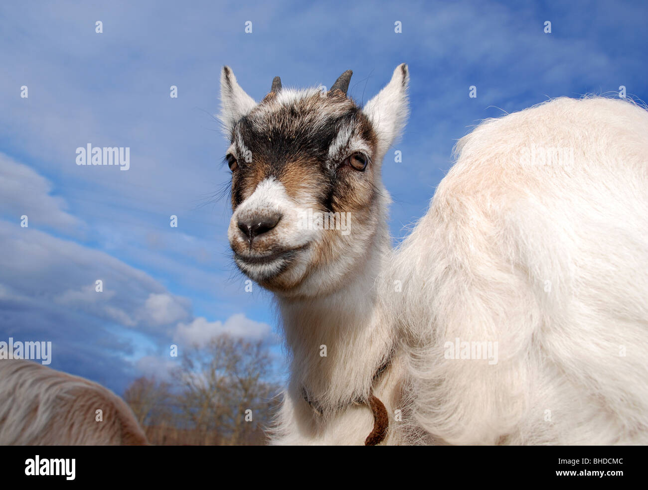 Funny face on a goat Stock Photo - Alamy