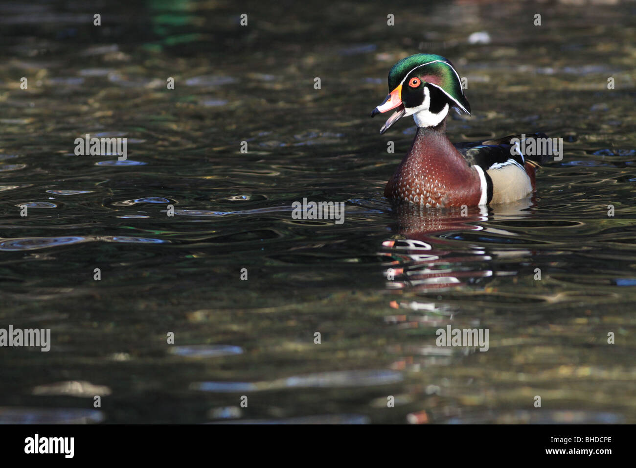 Wood Duck in a Portland Oregon wetland Stock Photo - Alamy