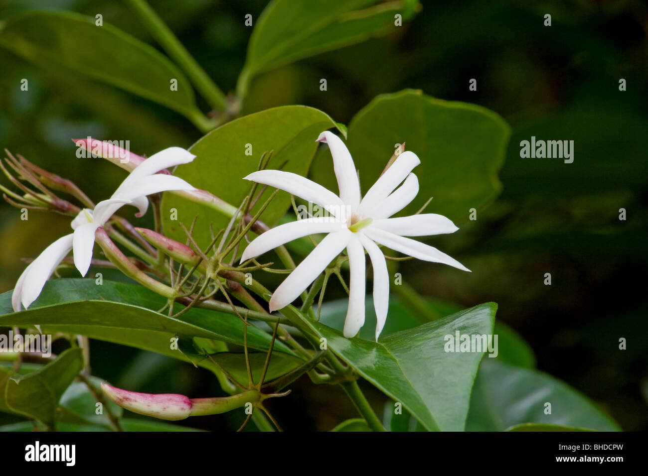Jasmine flowers close-up Stock Photo - Alamy