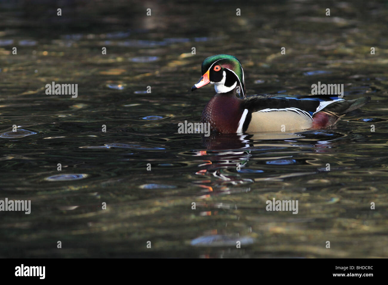Wood Duck at a wetlands pond in Portland Oregon Stock Photo - Alamy